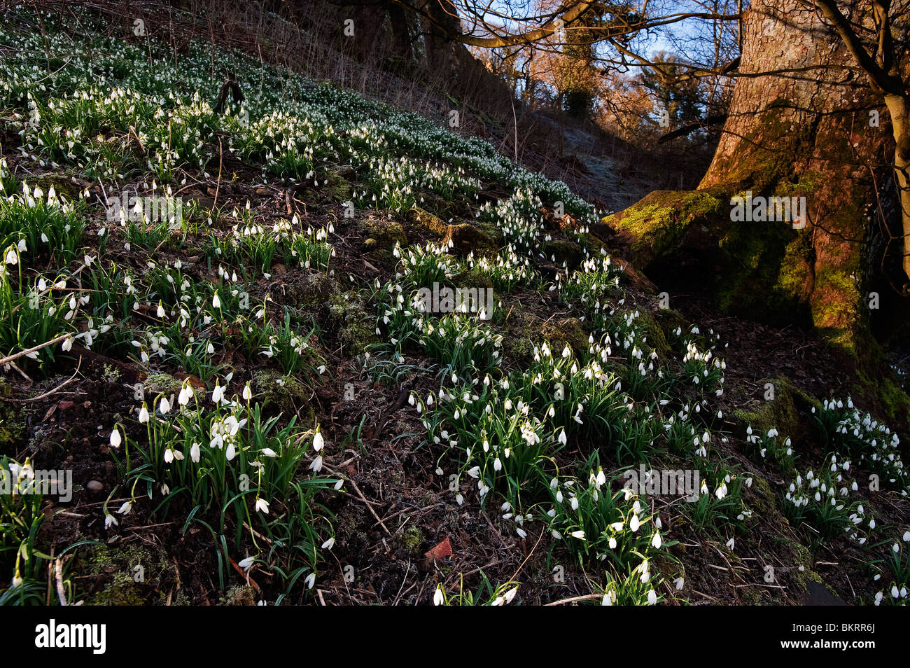 Early spring snowdrops on the hill below the remains of Mulgrave Castle ...