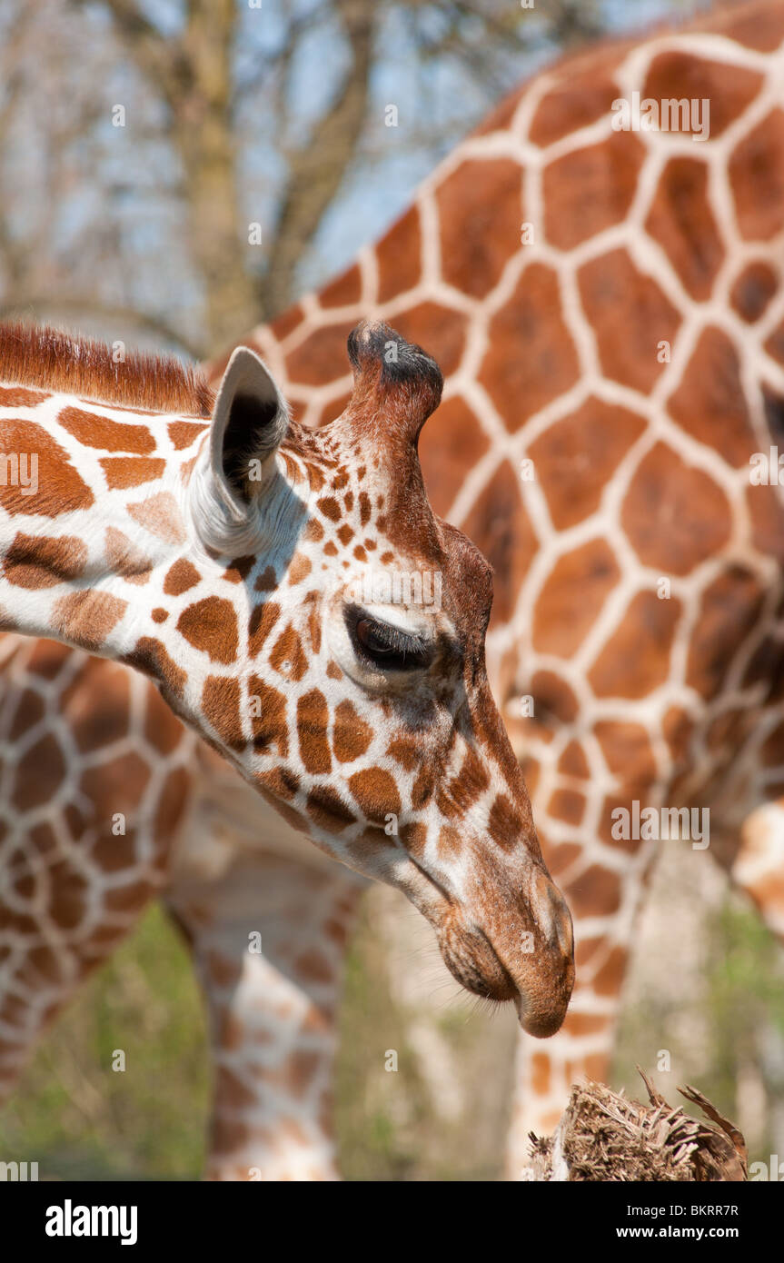 Side headshot giraffe hi-res stock photography and images - Alamy
