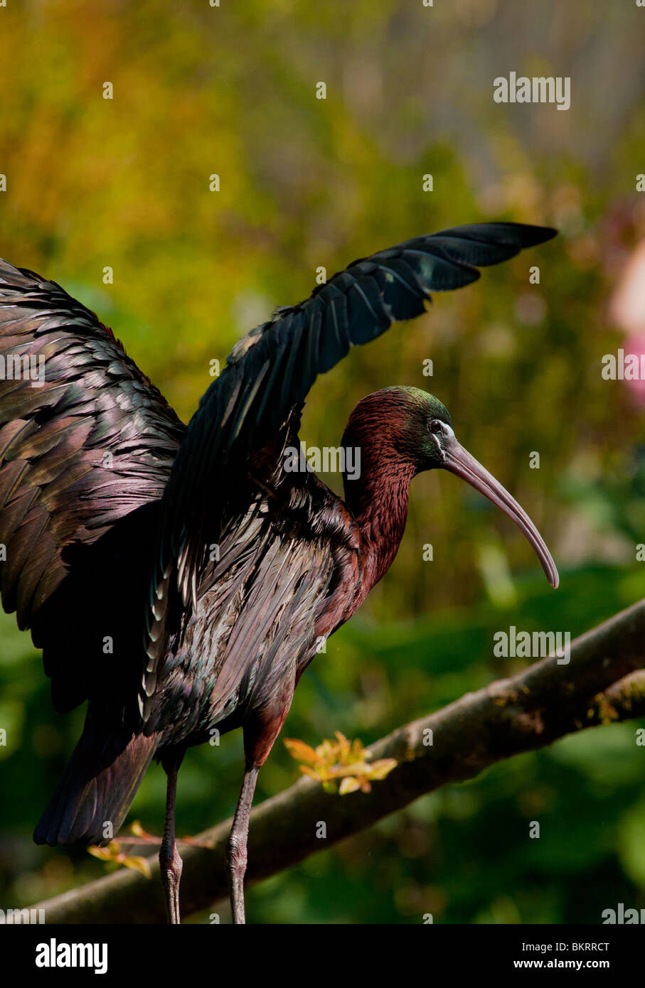 Ibis wings hi-res stock photography and images - Alamy