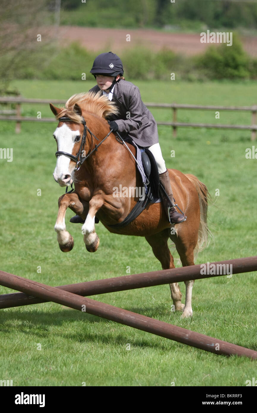 Showjumping rider clearing a fence Stock Photo - Alamy