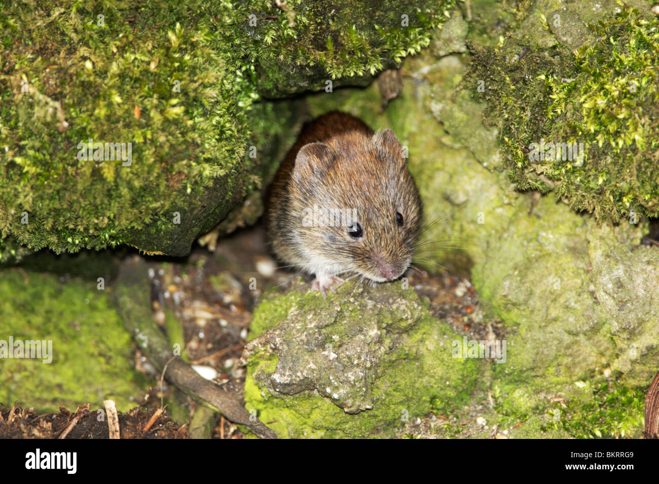 Bank vole (Clethrionomys glareolus) at entrance to a cavity in a wall ...