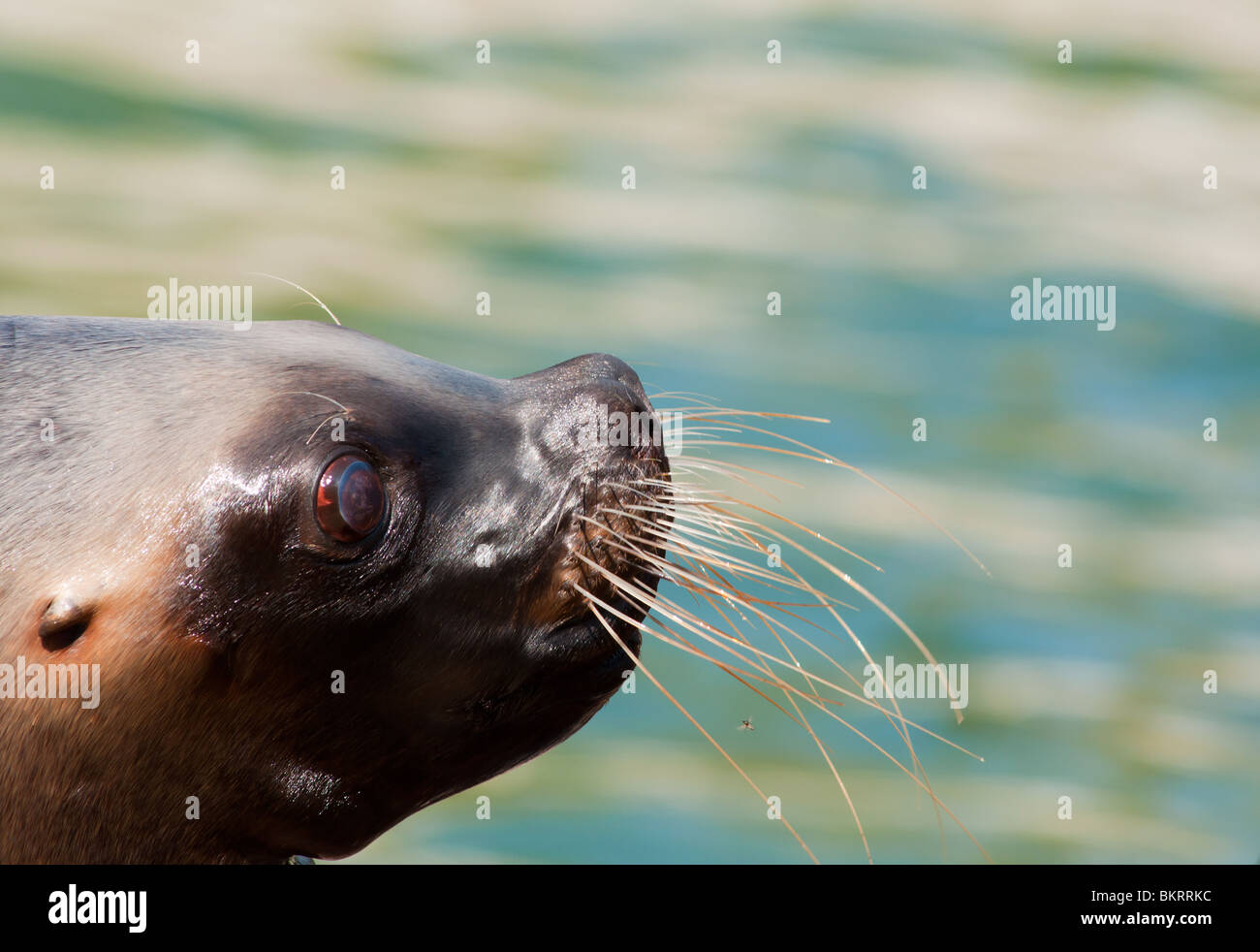 Hypnotised Animal High Resolution Stock Photography and Images - Alamy