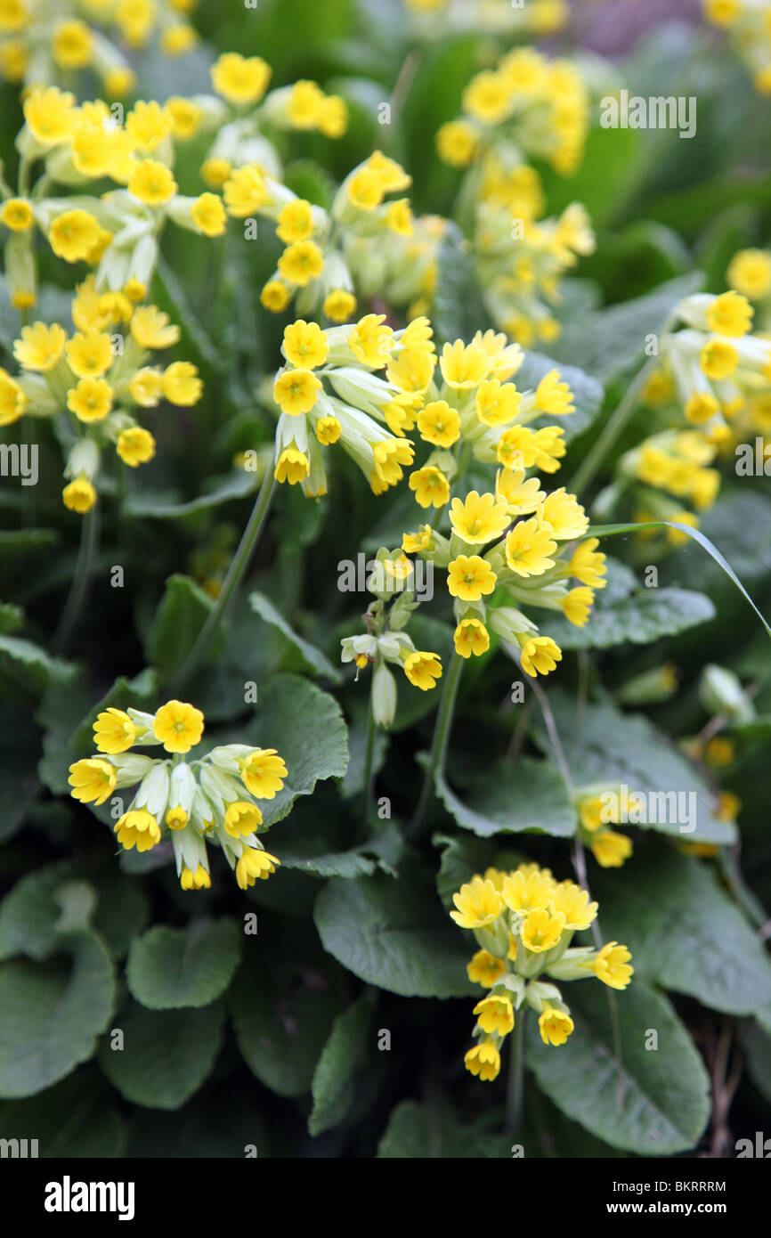 Primula Veris, Cowslip Stock Photo - Alamy