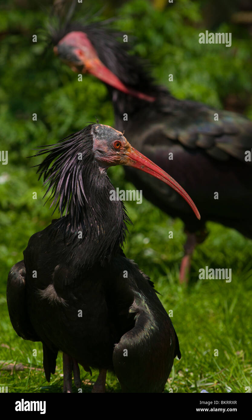 Ibises hi-res stock photography and images - Alamy