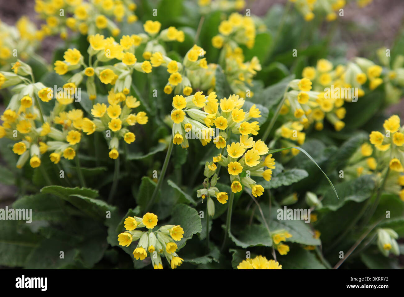 Primula veris hi-res stock photography and images - Alamy