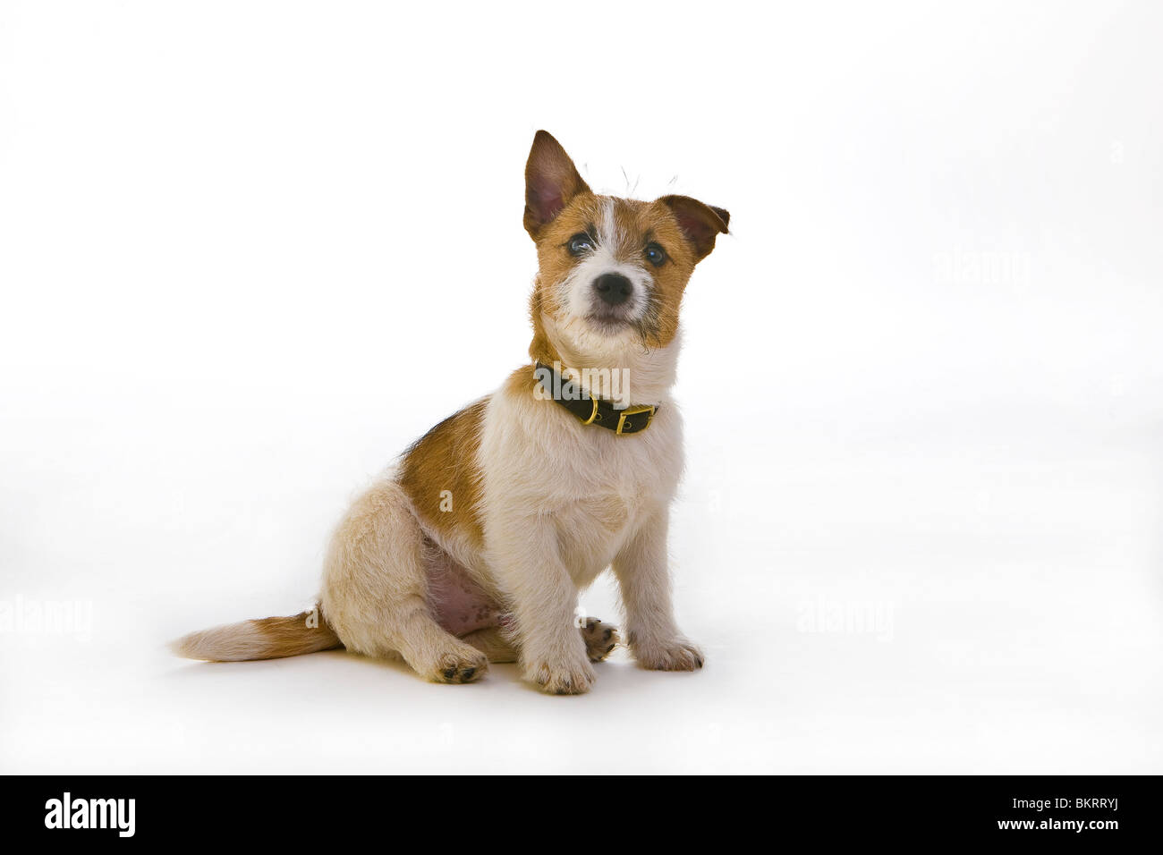 Jack Russell Puppy shot in a studio Stock Photo - Alamy