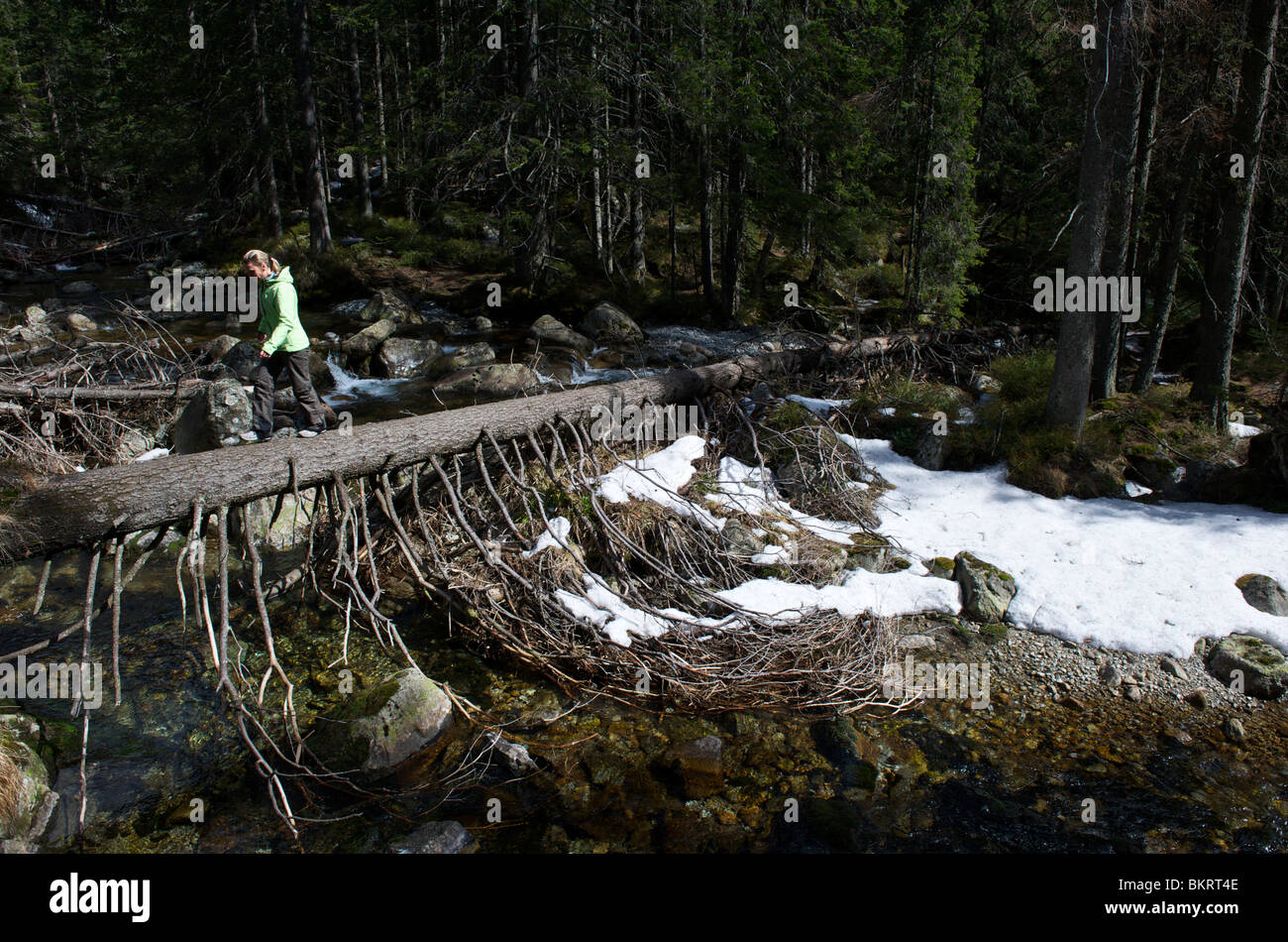 Slovakia forest hi-res stock photography and images - Alamy