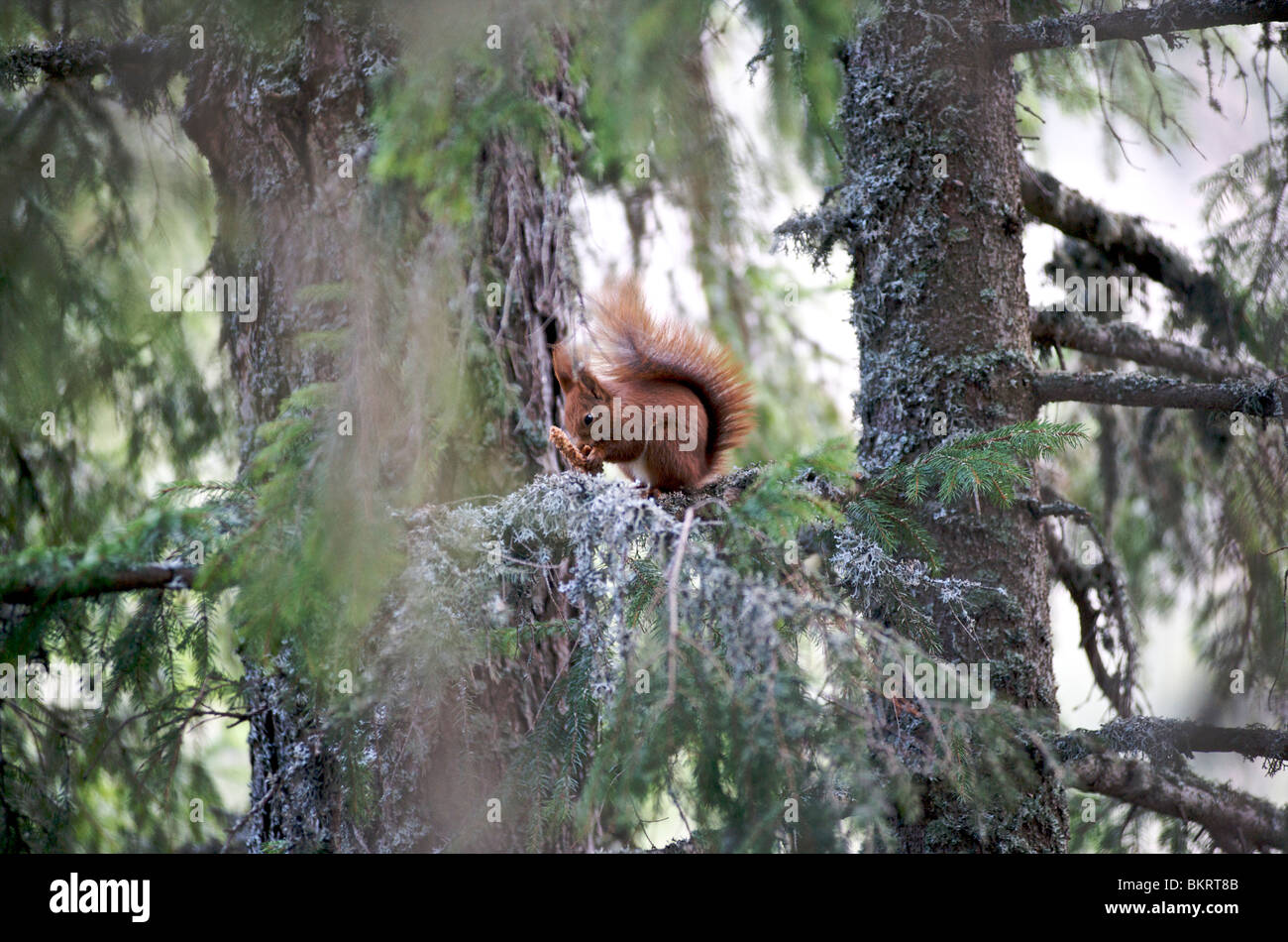 Slovakia forest hi-res stock photography and images - Alamy