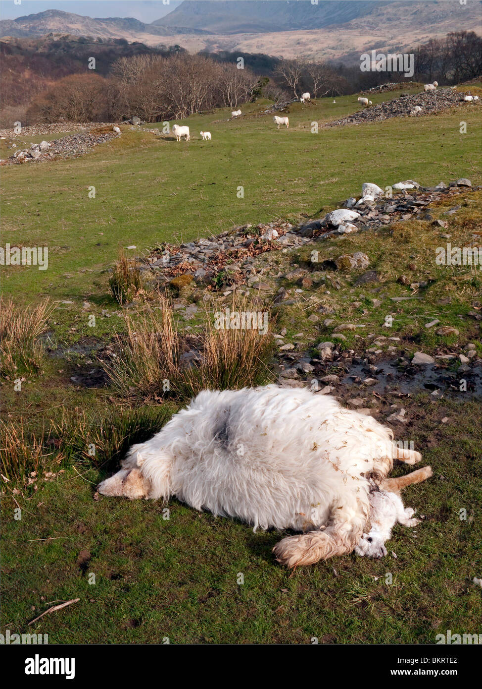 A sheep fatality whilst lambing on a north welsh hillside Stock Photo ...