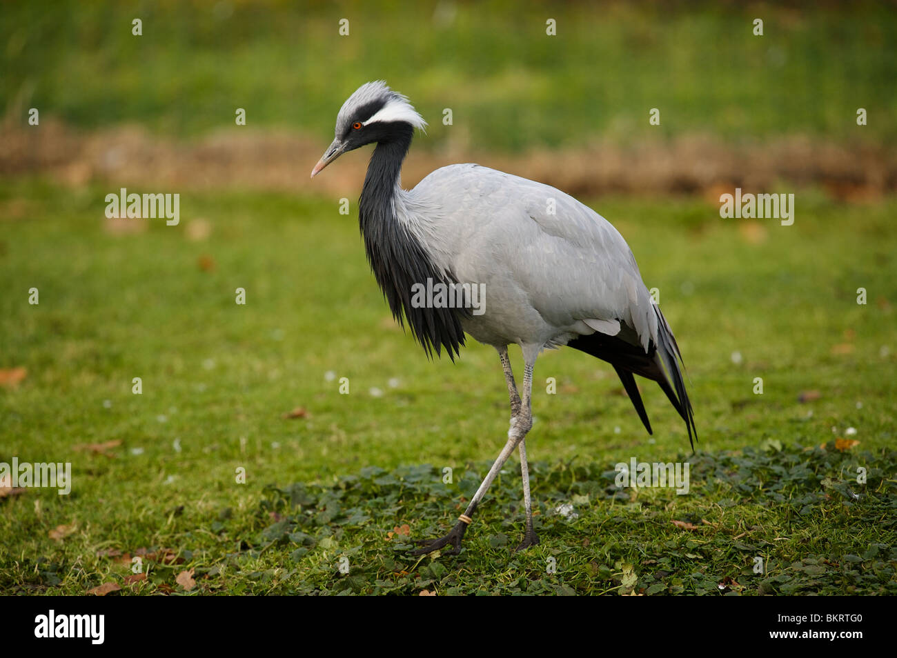 European crane hi-res stock photography and images - Alamy