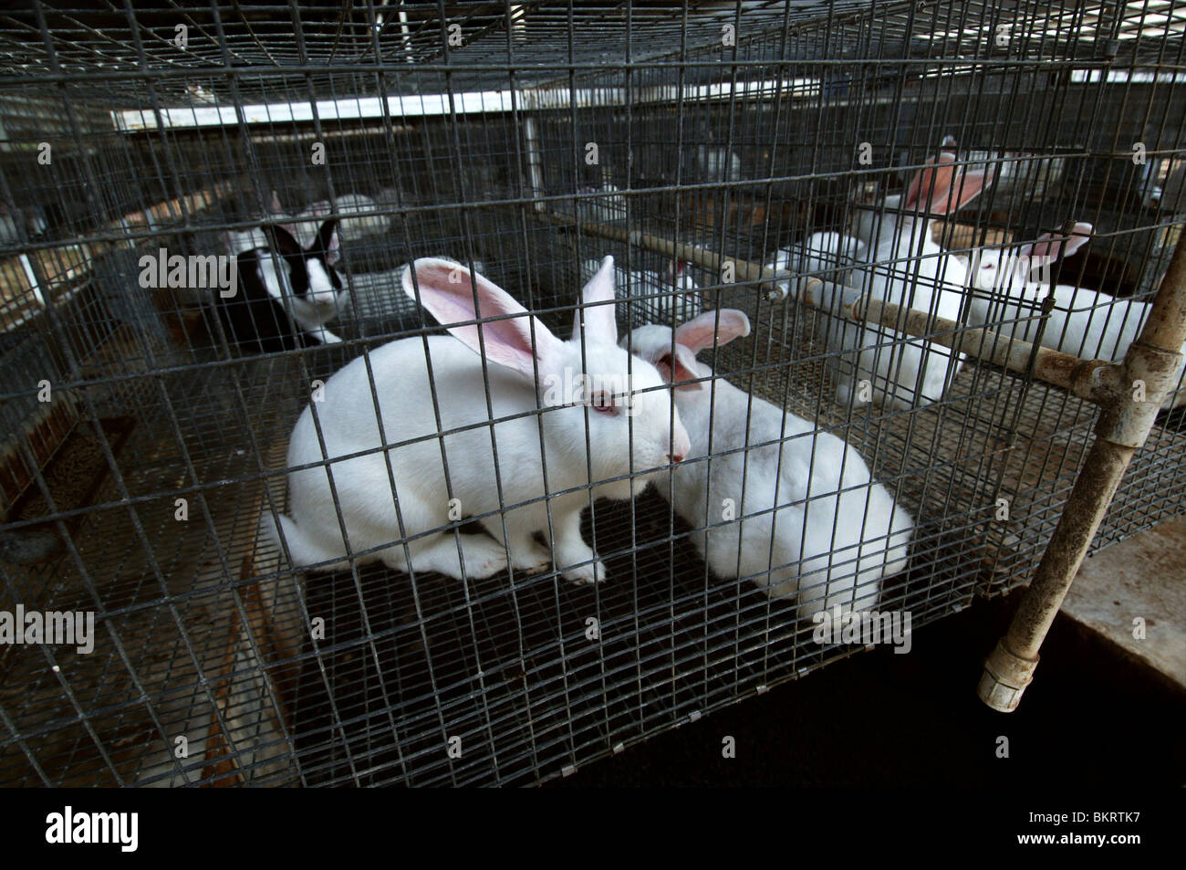 Curacao, Rabbit farm Stock Photo - Alamy