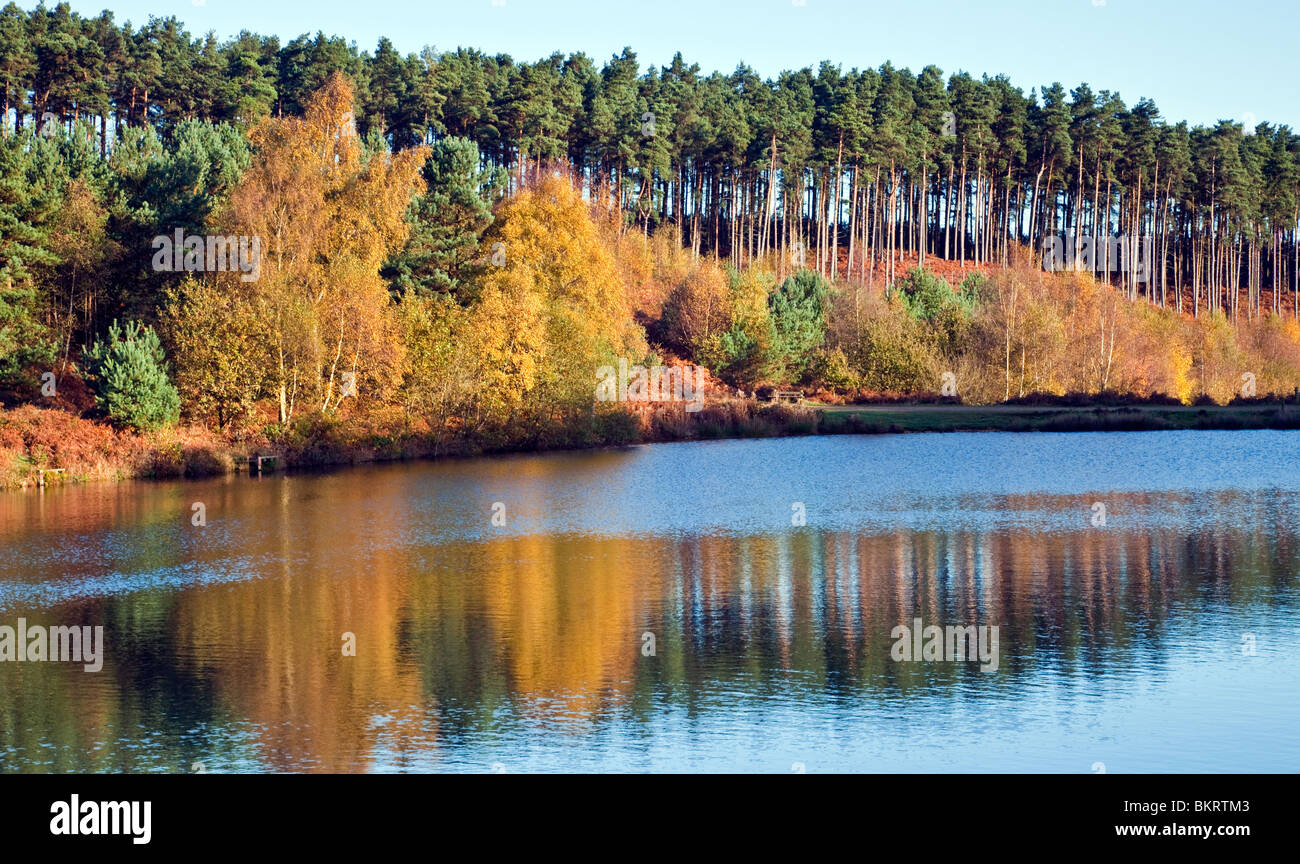 Fair Oak pool (Rugeley, Staffordshire) trees in autumn colours ...