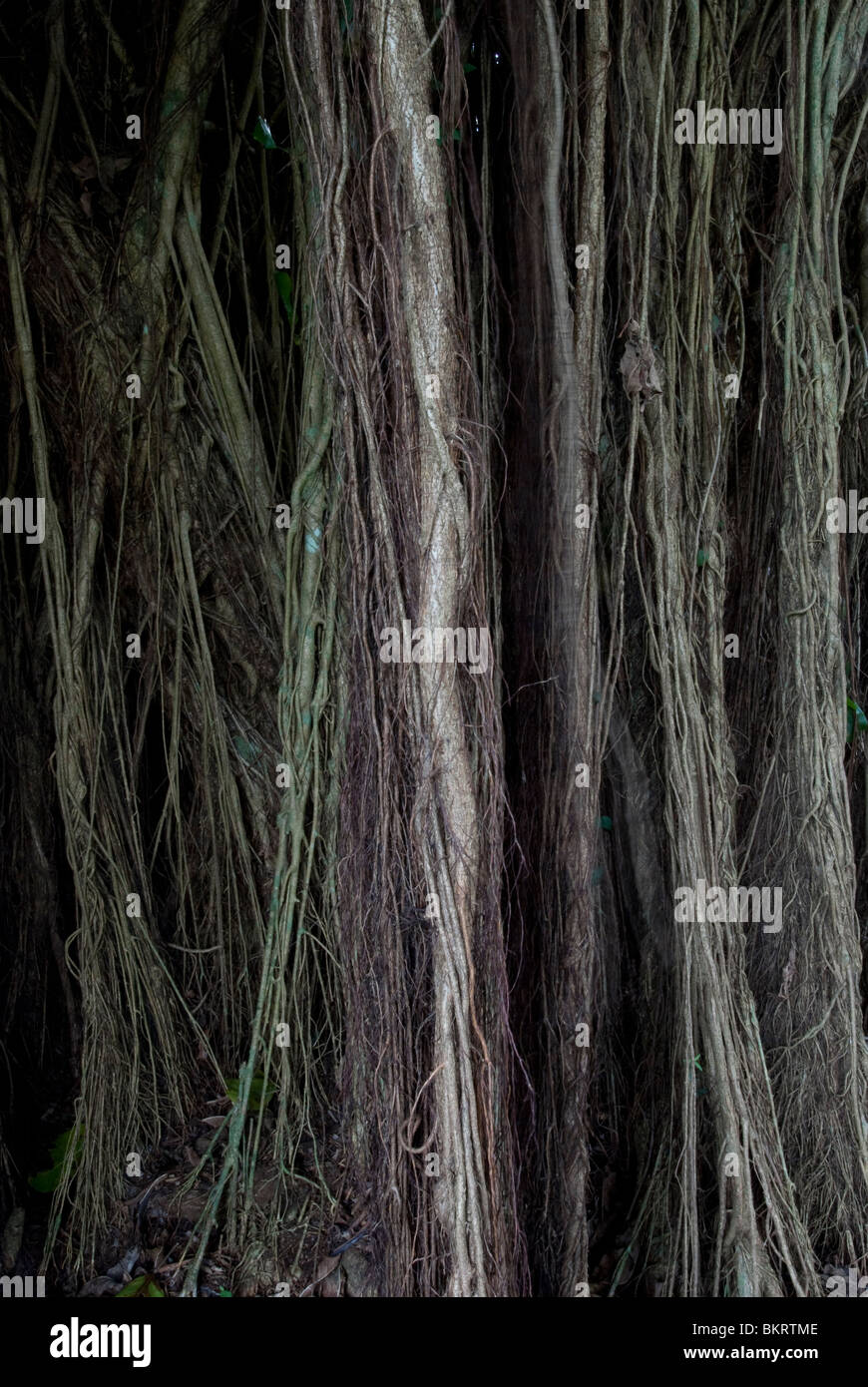 Flamingo tree hi-res stock photography and images - Alamy