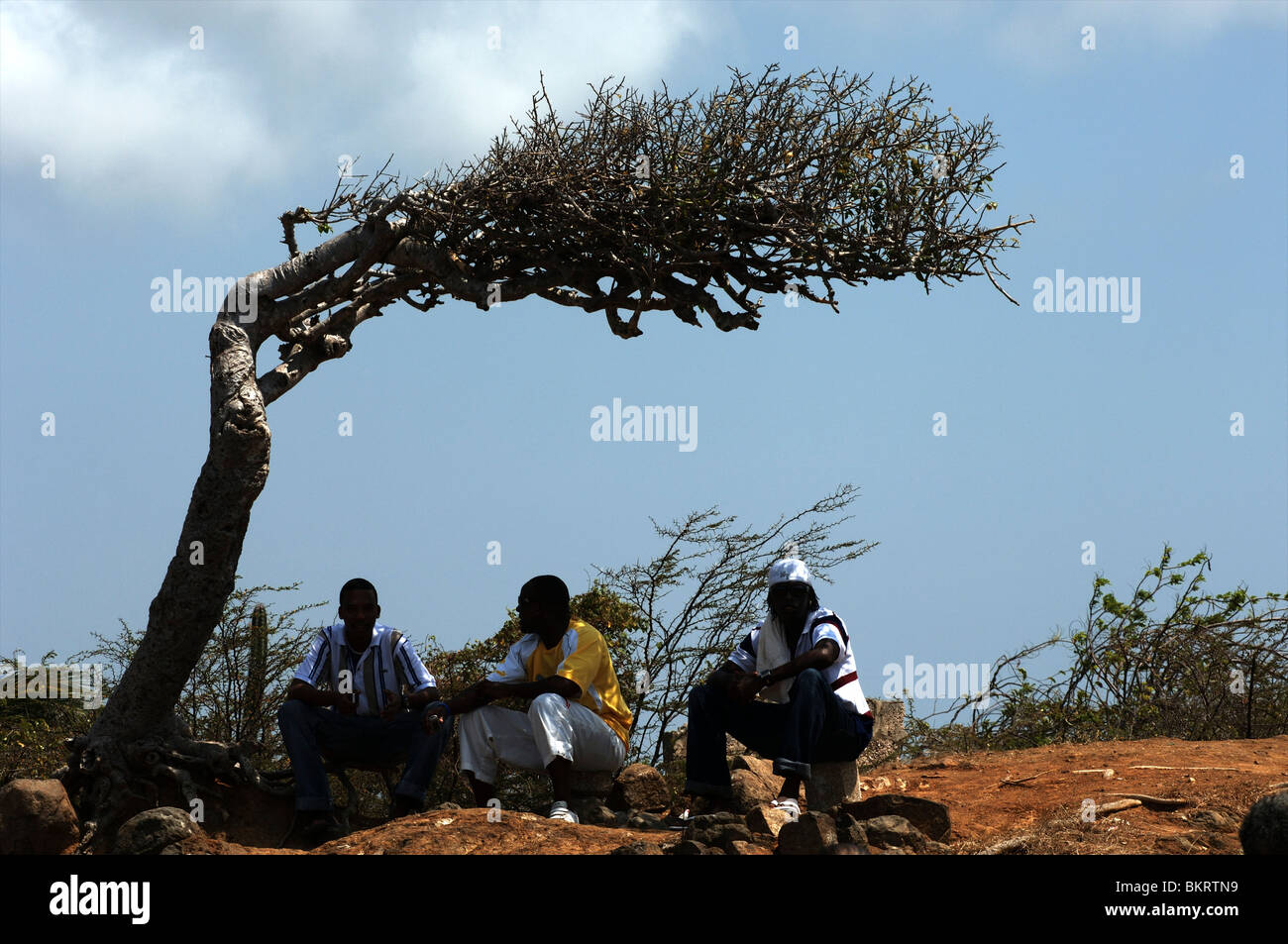 Curacao, group of friends in the shade of a divi divi tree Stock Photo ...
