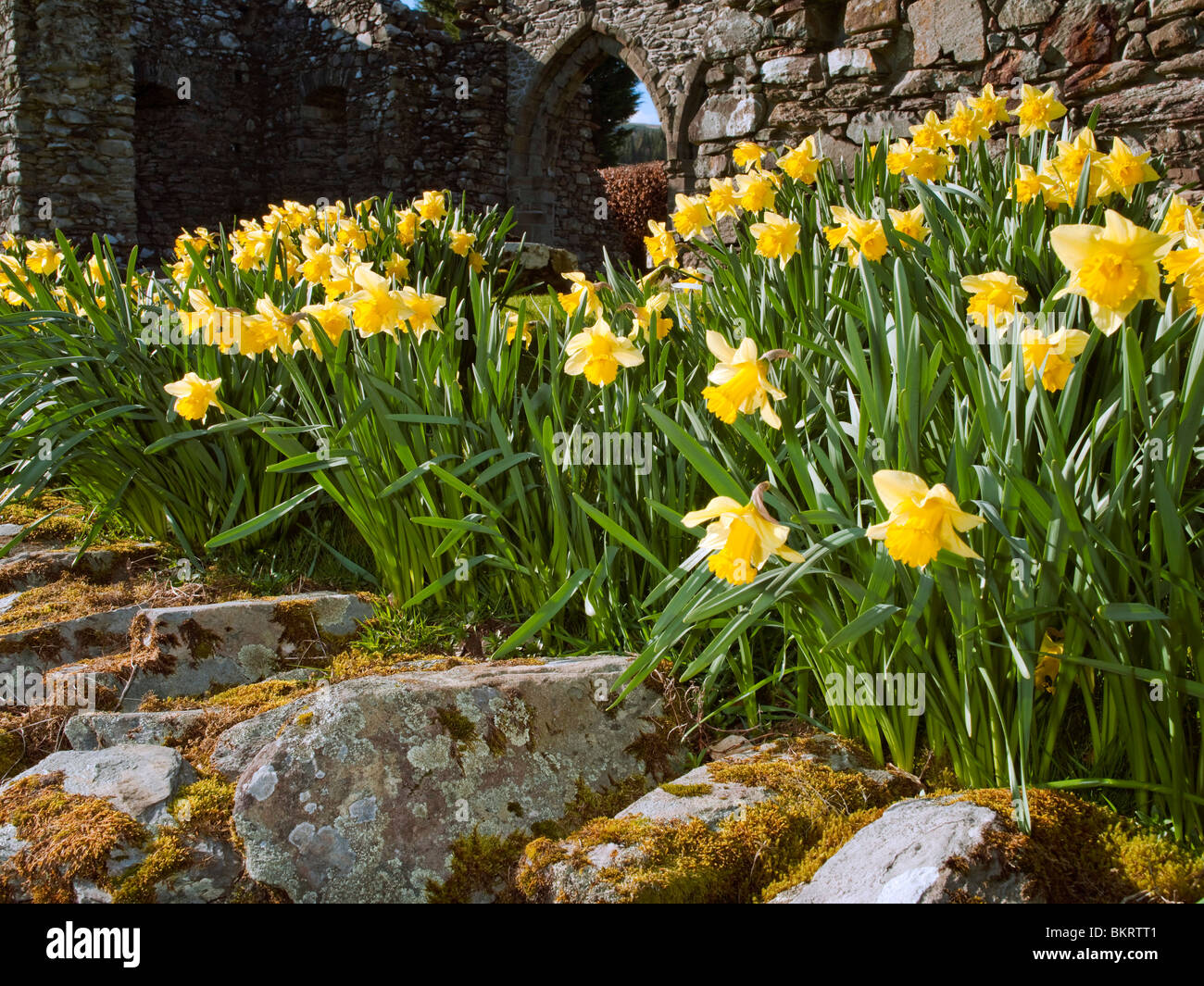 A row of daffodils growing amid the ruins of Cymer abbey Dolgellau ...