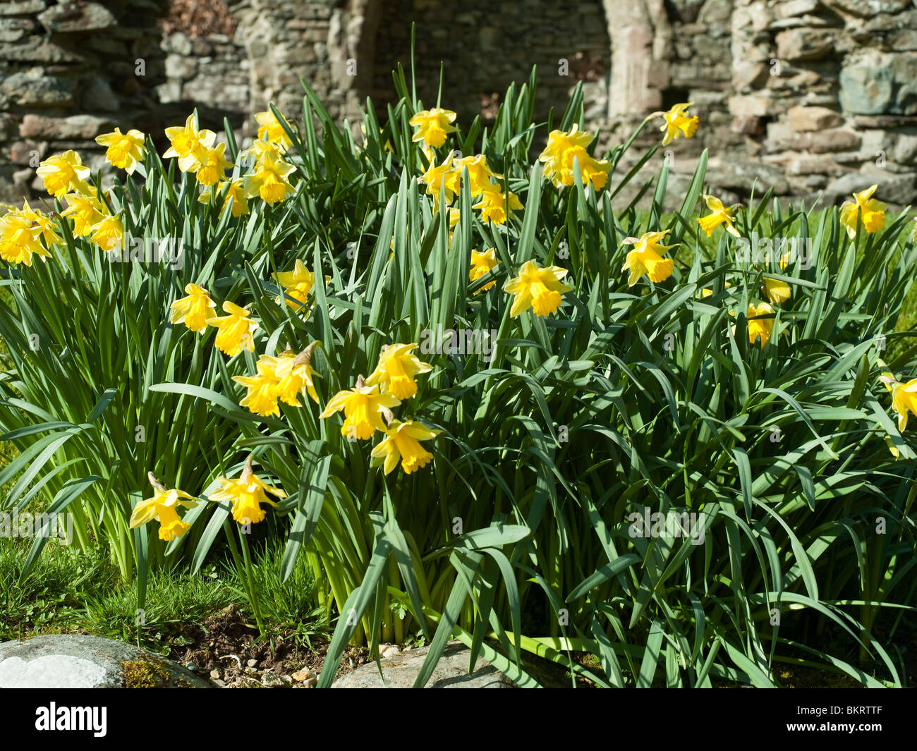 A row of daffodils growing amid the ruins of Cymer abbey Dolgellau ...