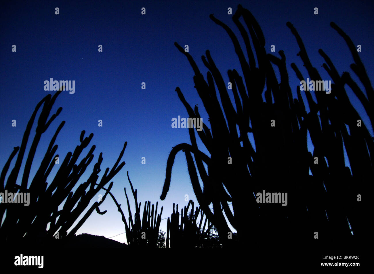 Curacao cactus hi-res stock photography and images - Alamy