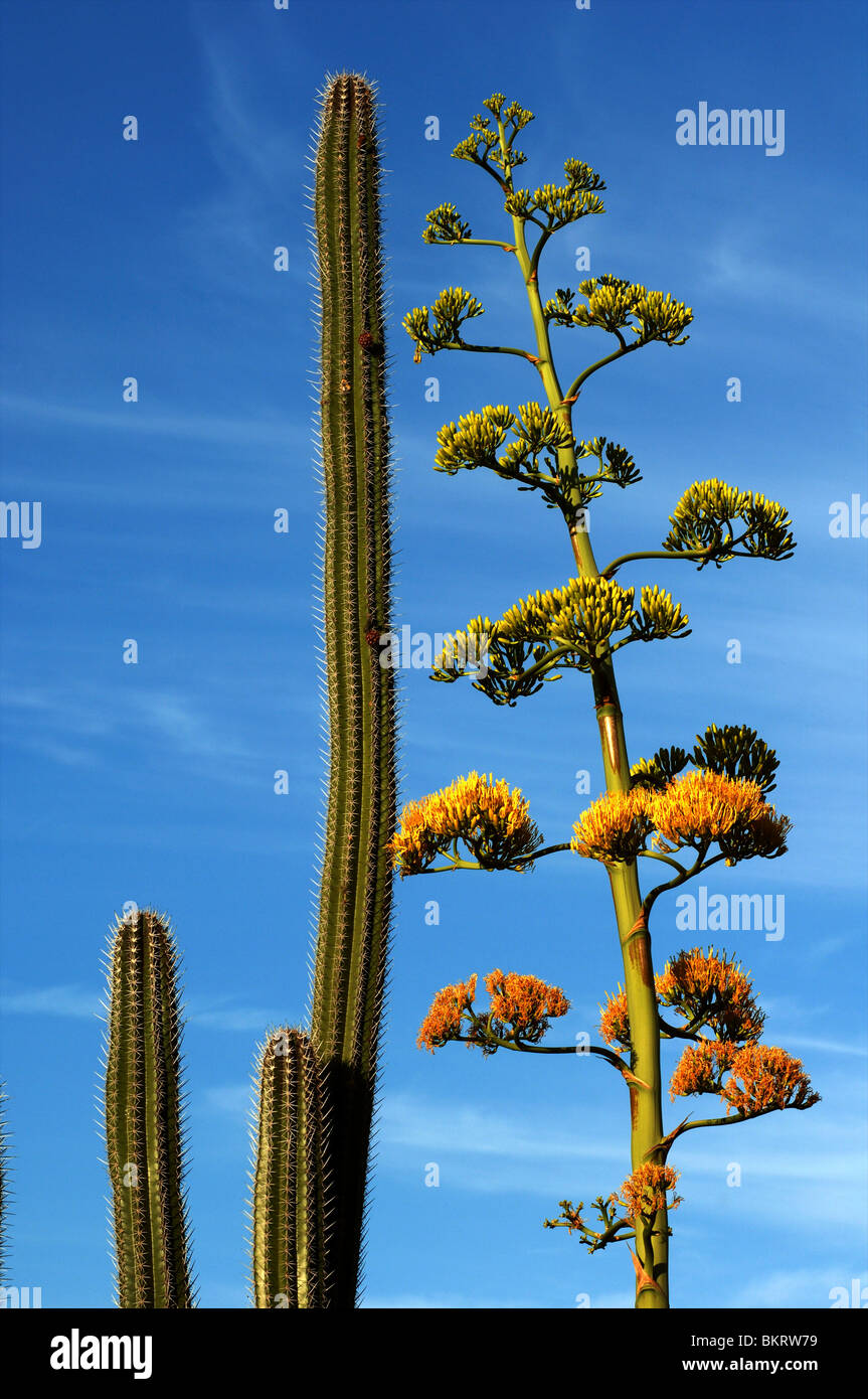 Curacao cactus hi-res stock photography and images - Alamy