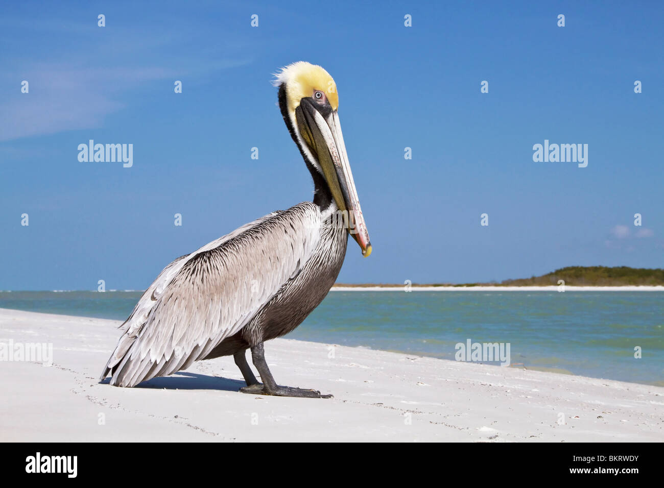 Adult American Brown Pelican sat on the beach Stock Photo - Alamy