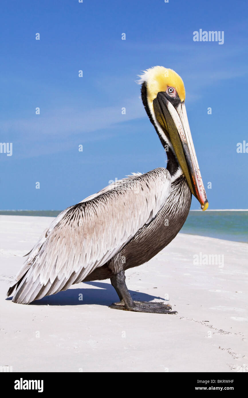 Adult American Brown Pelican sat on the beach Stock Photo - Alamy