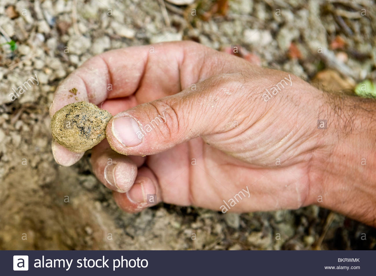 Truffle Seller High Resolution Stock Photography and Images - Alamy