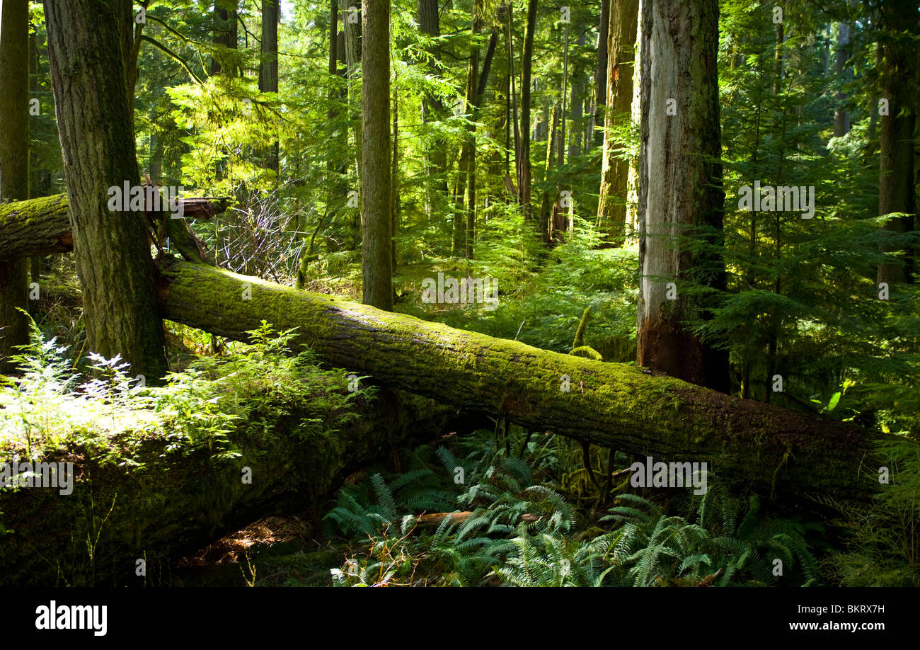 MacMillan Provincial Park Cathedral Grove Vancouver Island BC Stock ...
