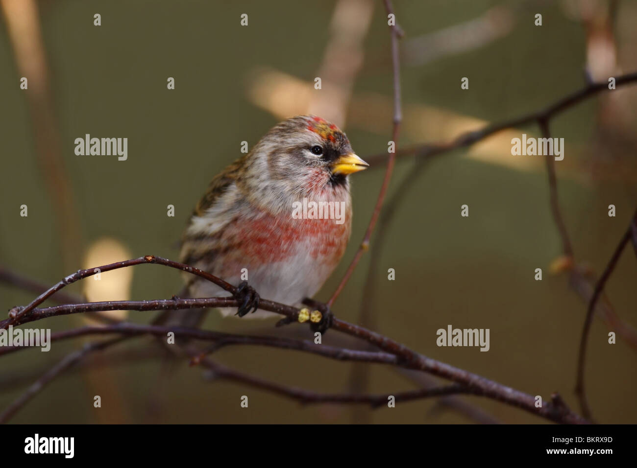 Female common redpoll hi-res stock photography and images - Alamy