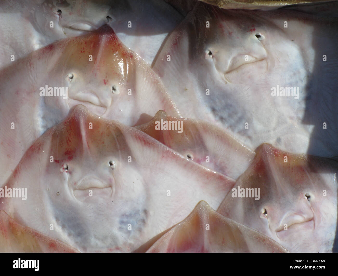 flat fish on market stall display Stock Photo - Alamy