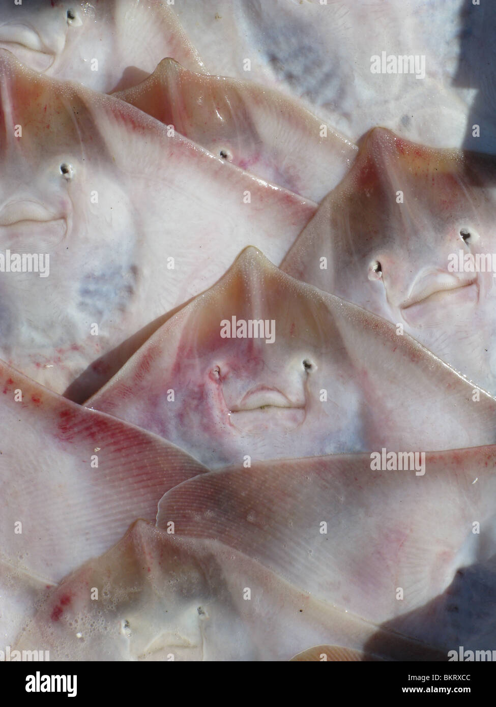 flat fish on market stall display Stock Photo - Alamy