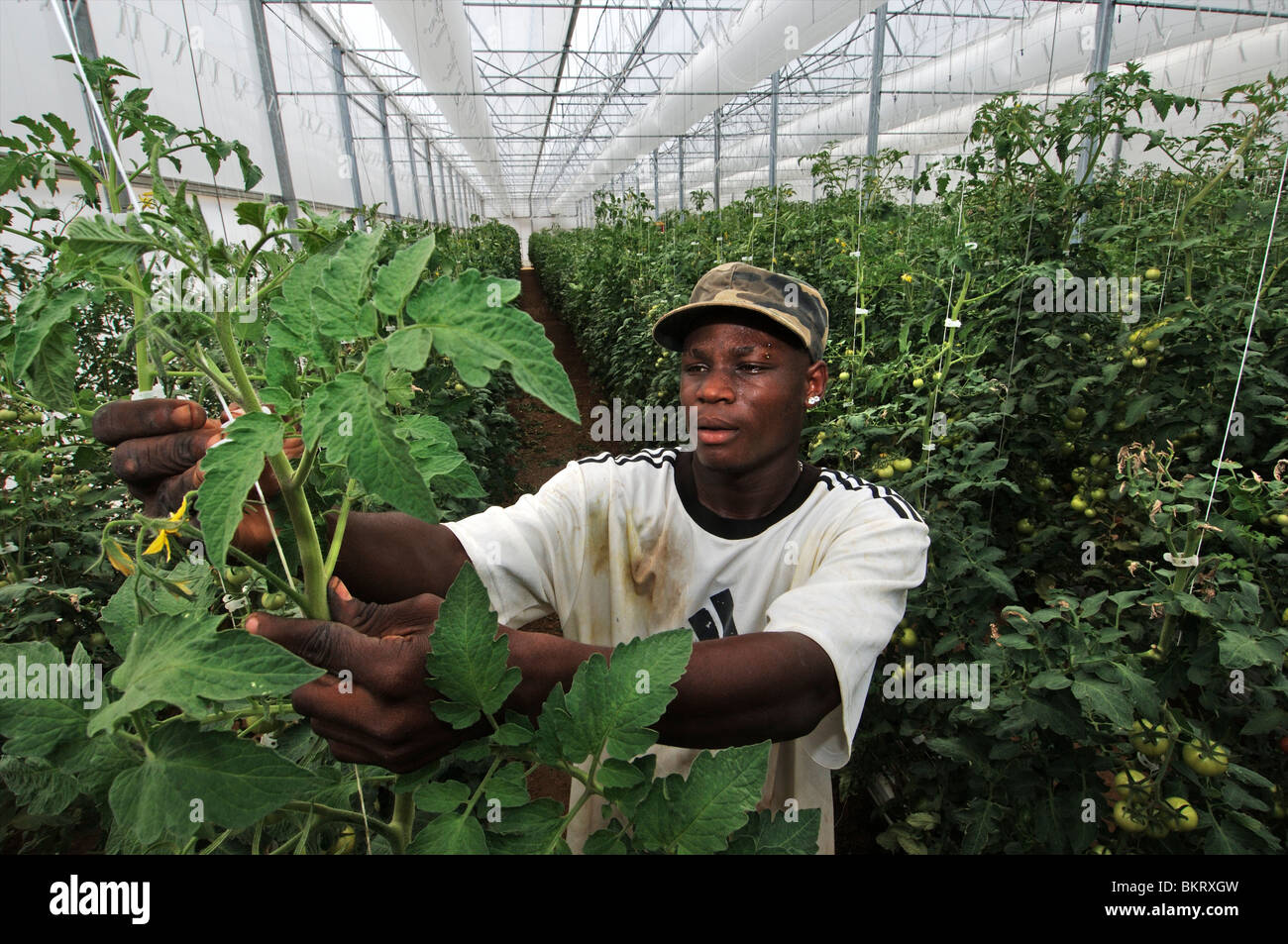 Curacao, Westpunt. Kura Hulanda group greenhouse Stock Photo - Alamy