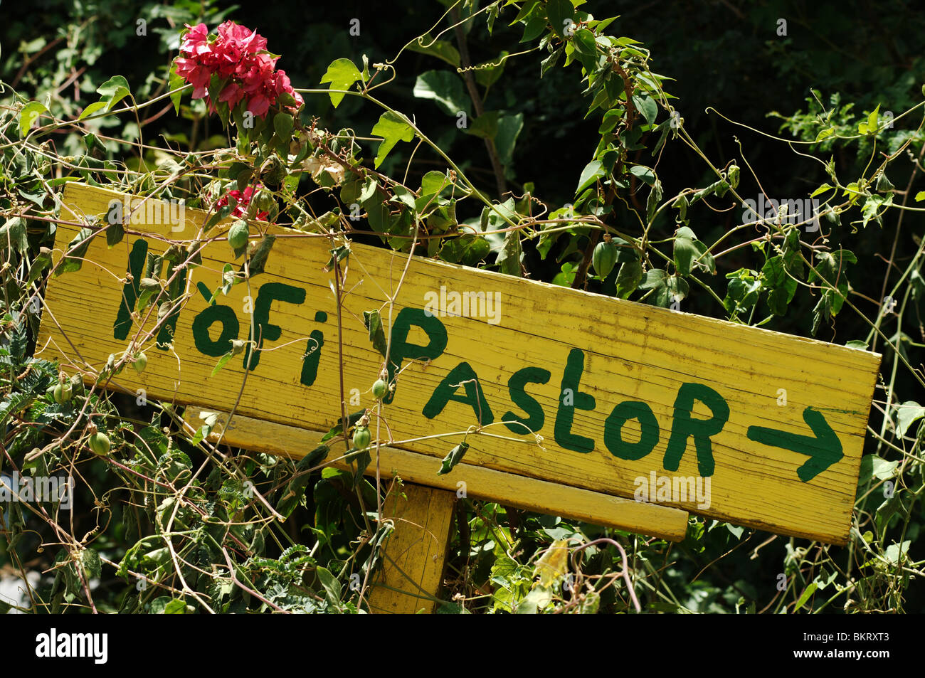 Curacao, Barber, Hofi Pastor Stock Photo - Alamy