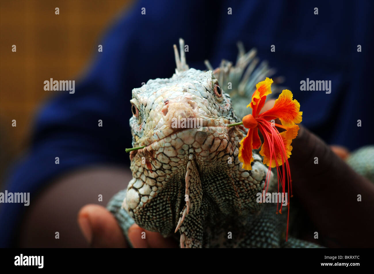 Curacao, Barber, Hofi Pastor Stock Photo - Alamy