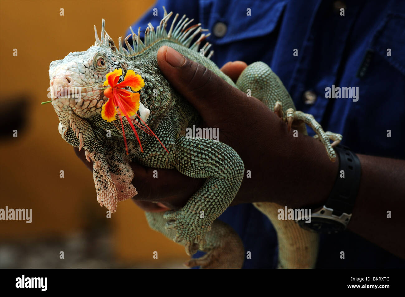 Hofi pastor hi-res stock photography and images - Alamy