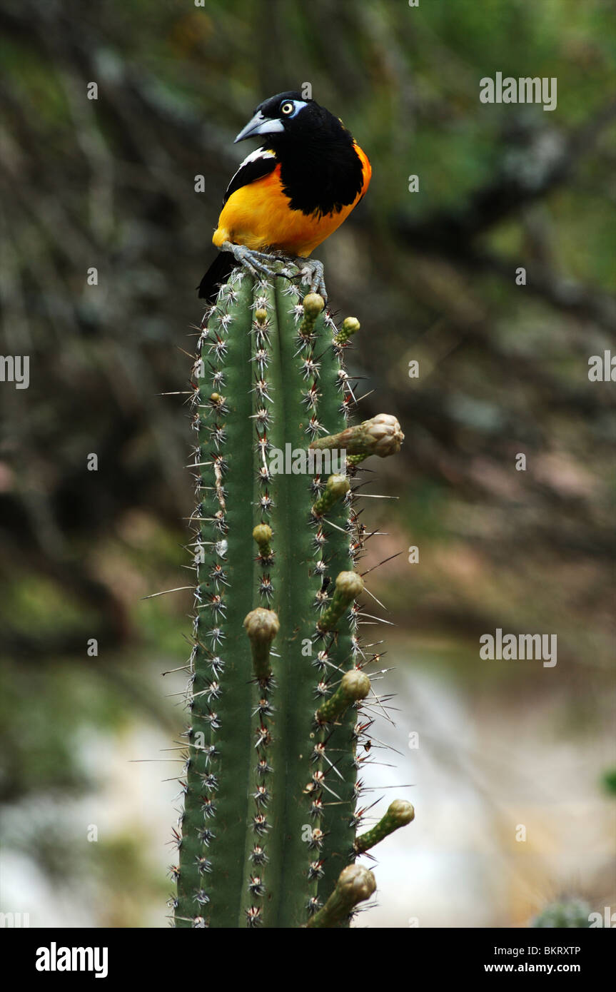 Curacao, Barber, Hofi Pastor Stock Photo - Alamy