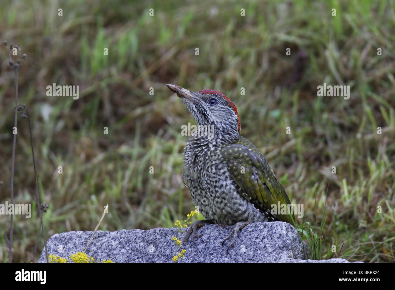 Grünspecht Green Woodpecker, Picus, viridis Stock Photo - Alamy