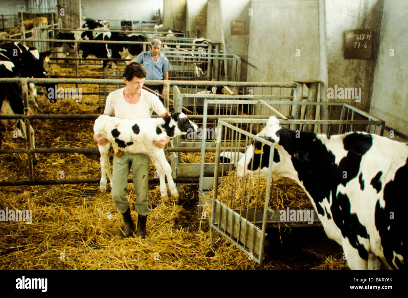 Men working cattle hi-res stock photography and images - Alamy