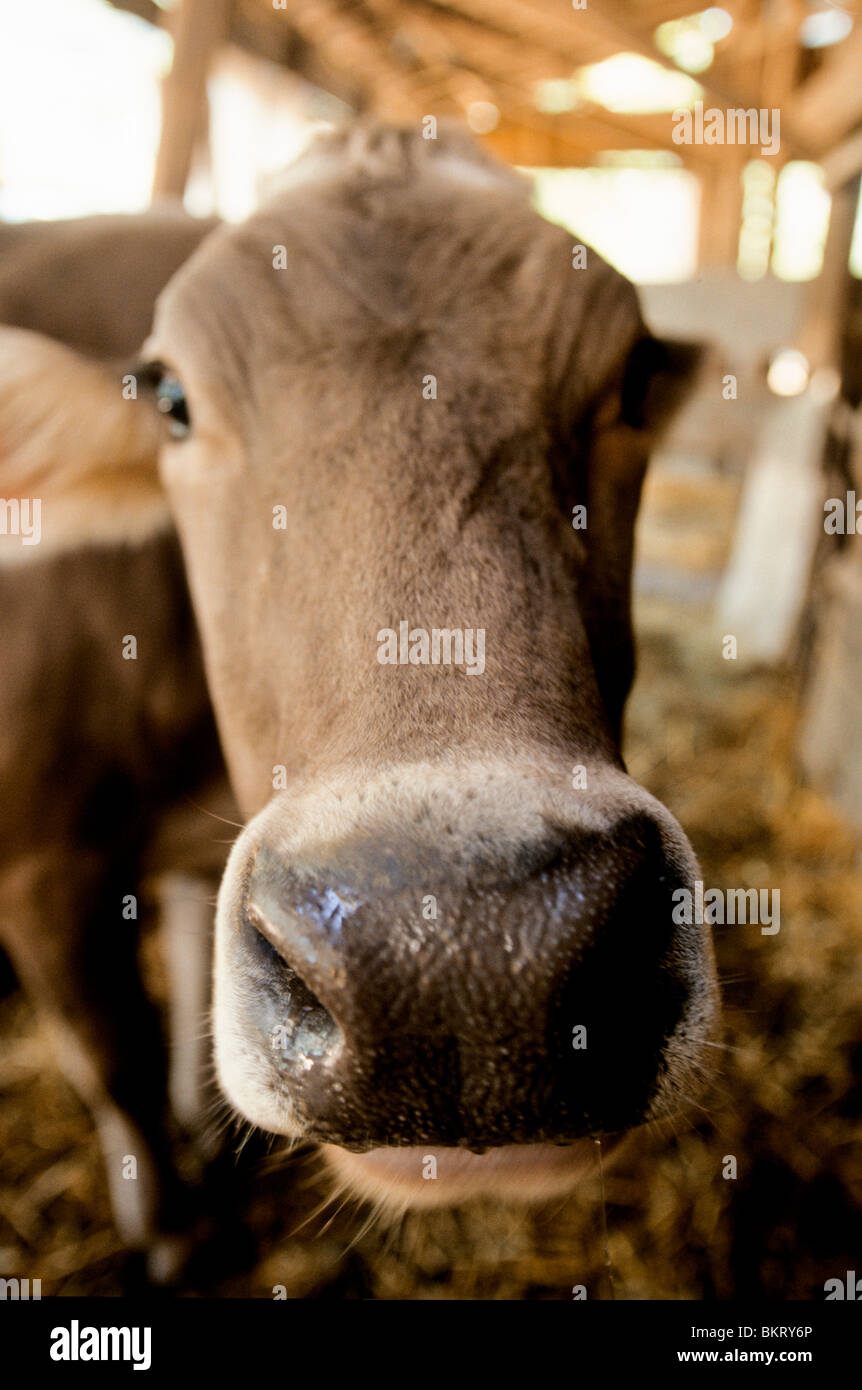 muzzle of a cow Stock Photo - Alamy