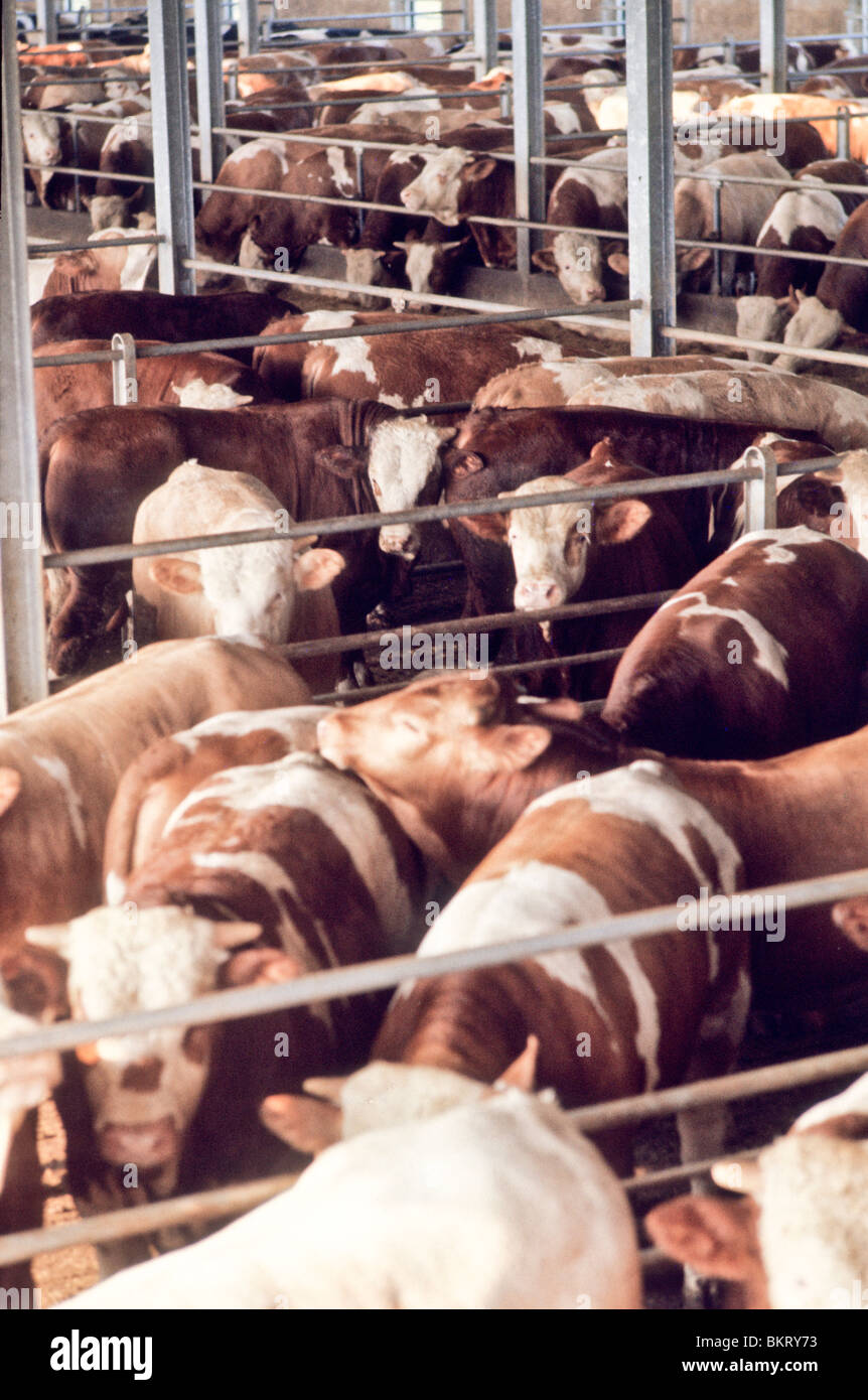 Cattle breeding italy hi-res stock photography and images - Alamy