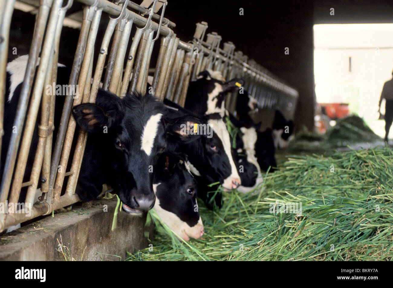 Cattle breeding italy hi-res stock photography and images - Alamy