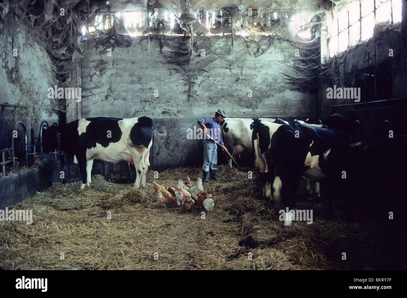 reared in a stable,Italy Stock Photo - Alamy