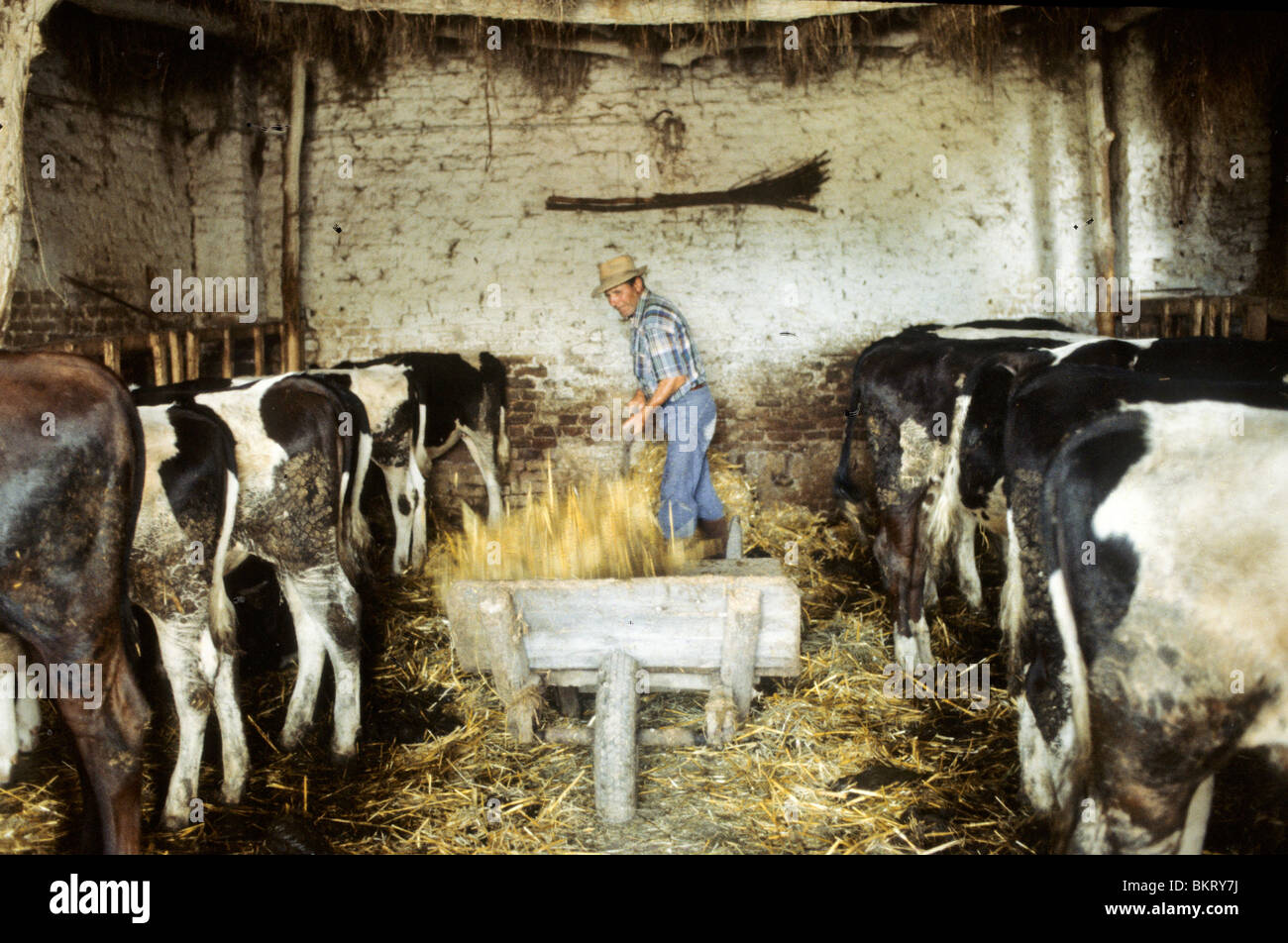 Animals reared hi-res stock photography and images - Alamy