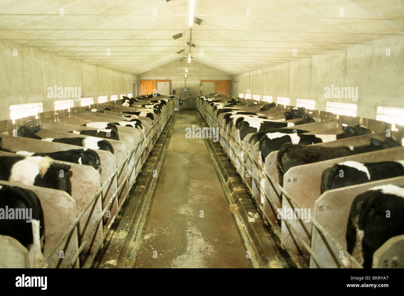 cattle in a stable,Lombardy,Italy Stock Photo - Alamy