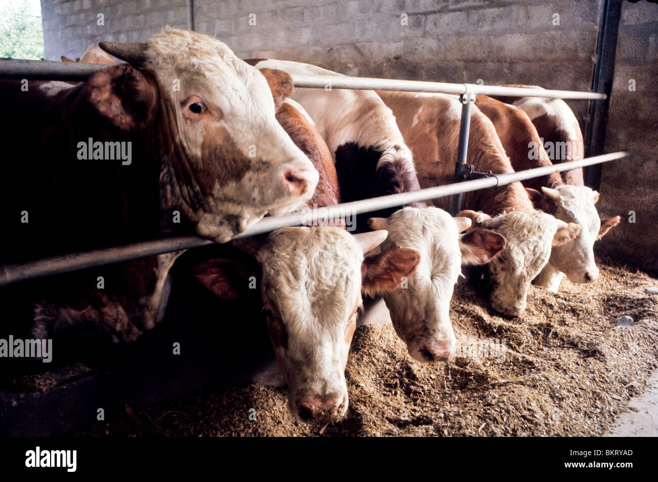 Animal cows in a stable of stalls hi-res stock photography and images ...