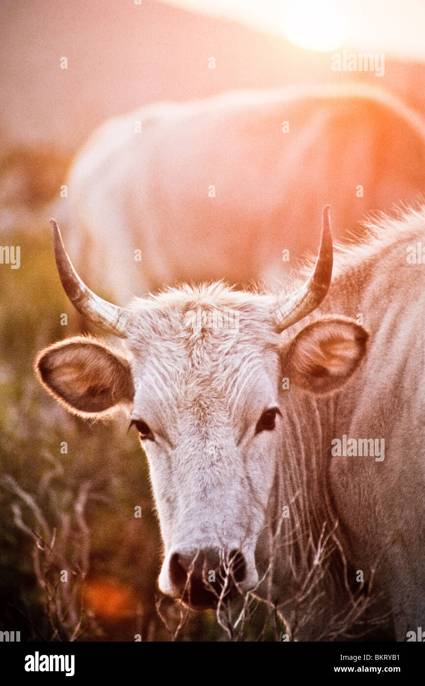 Chianina cattle hi-res stock photography and images - Alamy
