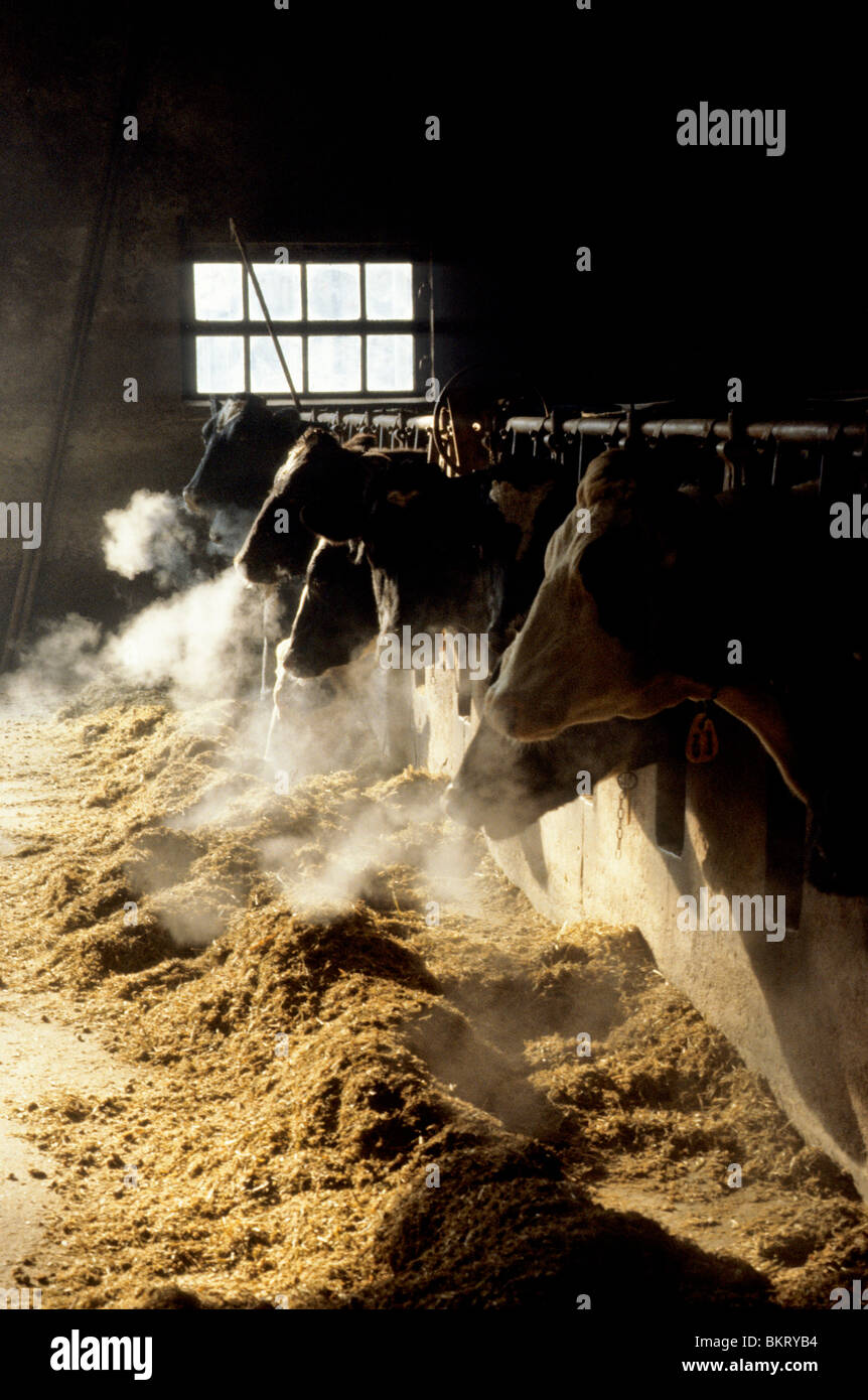 Animal cows in a stable of stalls hi-res stock photography and images ...