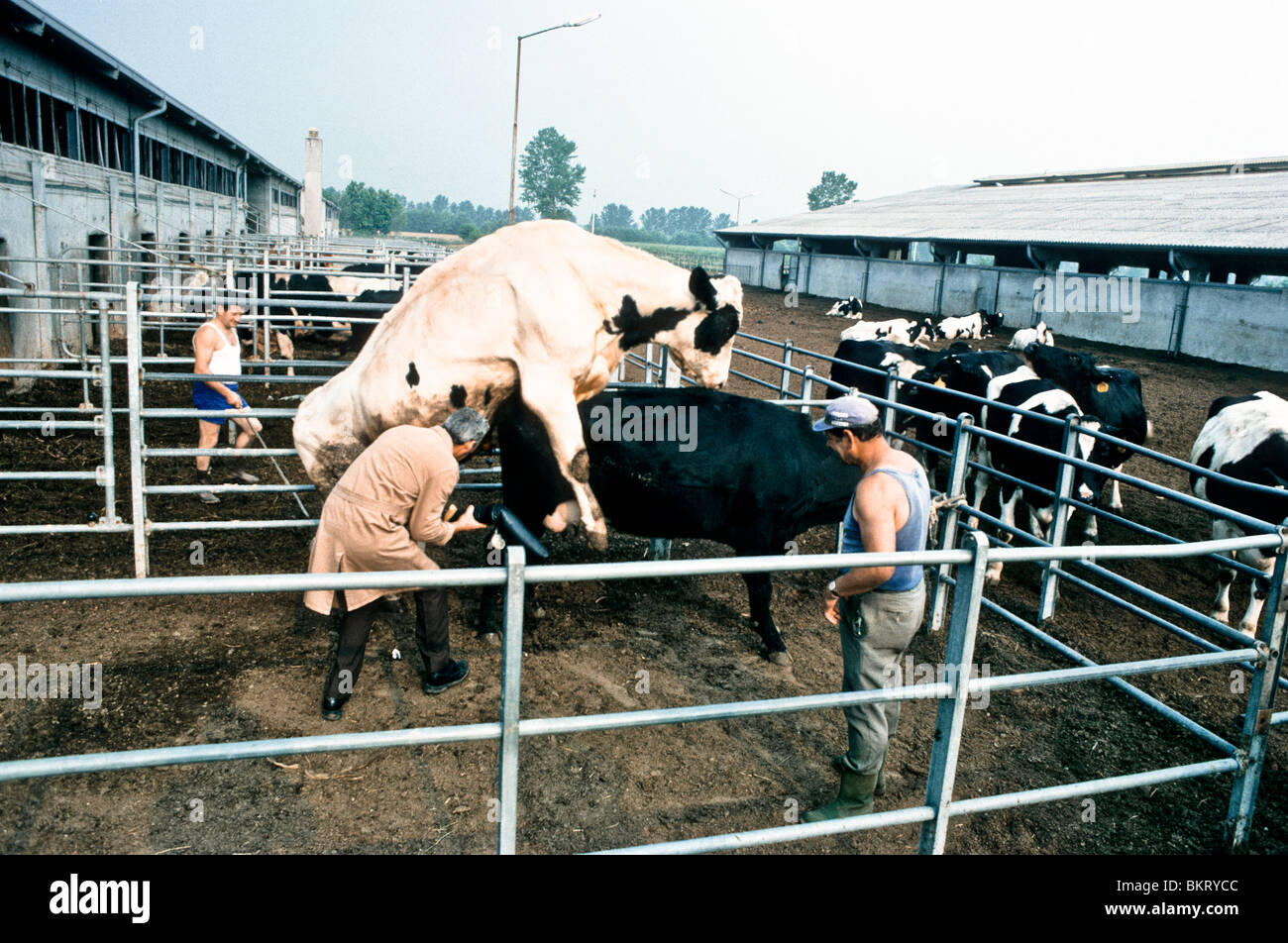 Fertilization cattle hi-res stock photography and images - Alamy
