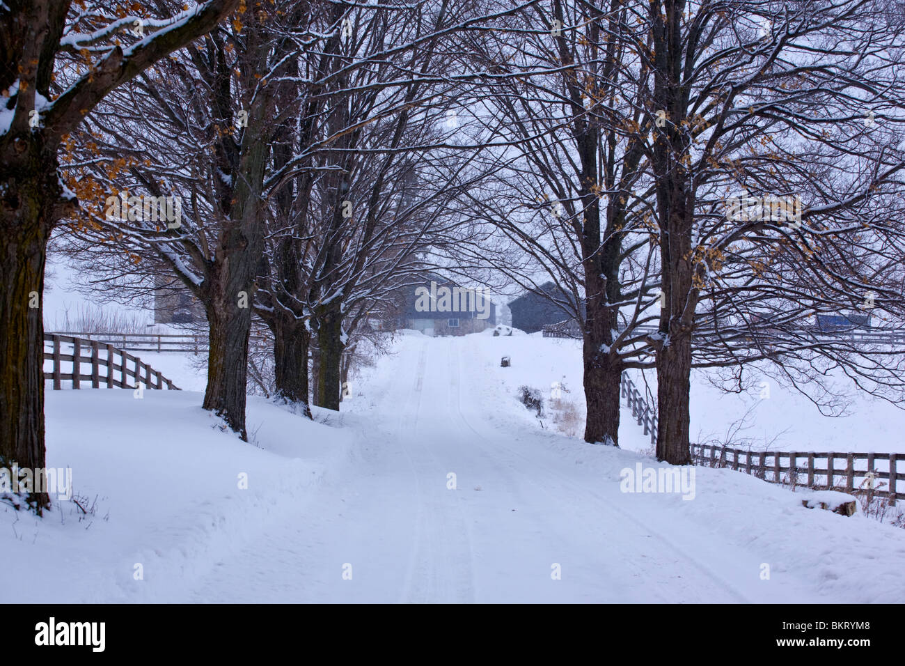 Winter farm lane during snow storm. Ontario Canada Stock Photo - Alamy