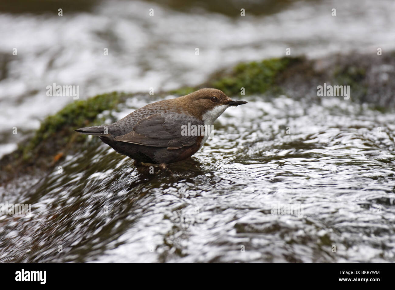 Wasseramsel, Cinclus, European, White, throated, Dipper Stock Photo - Alamy