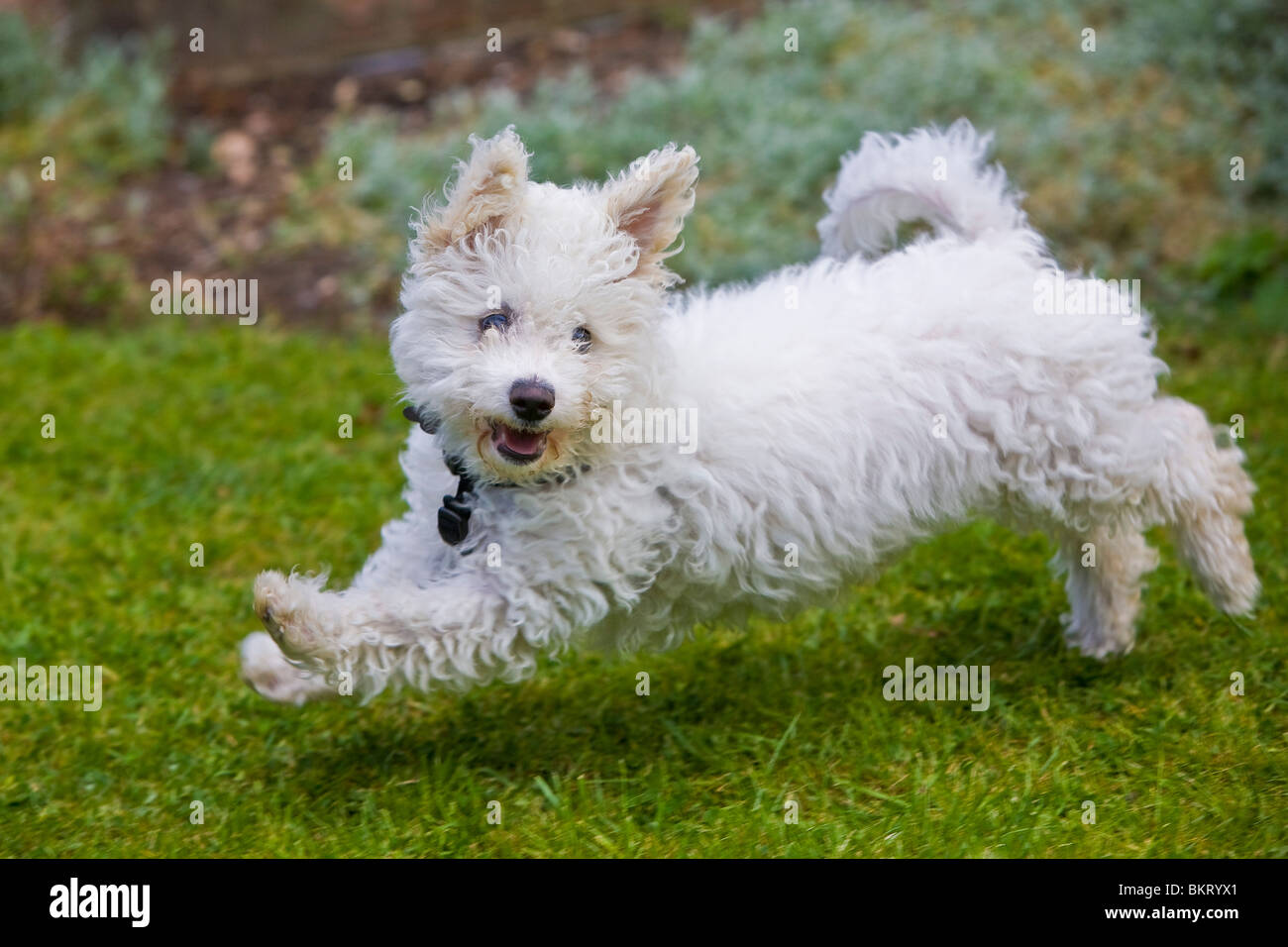 Bichon Frise puppy playing Stock Photo - Alamy