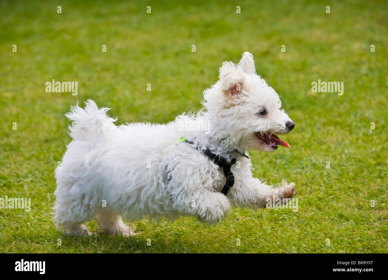 Bichon Frise puppy playing Stock Photo - Alamy